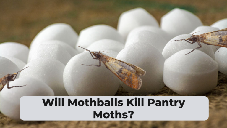 Guide About Mothballs - Will Mothballs Kill Pantry Moths? - Pantry Raider